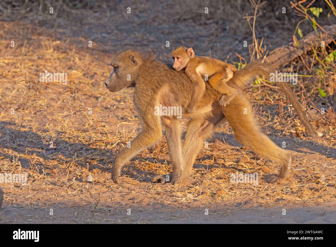 Baby Baboon Riding on Mom in Chobe National Park in Botswana Stock ...