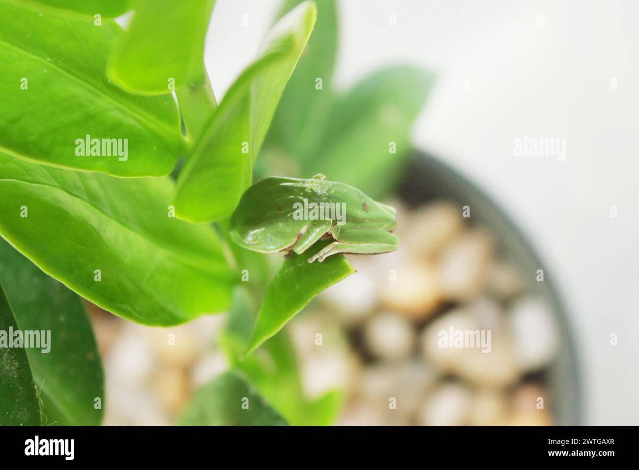 Tree frog Phyllomedusa Distincta, known as Leaf Tree frog, Leaf Frog or Monkey Frog. Species of ...