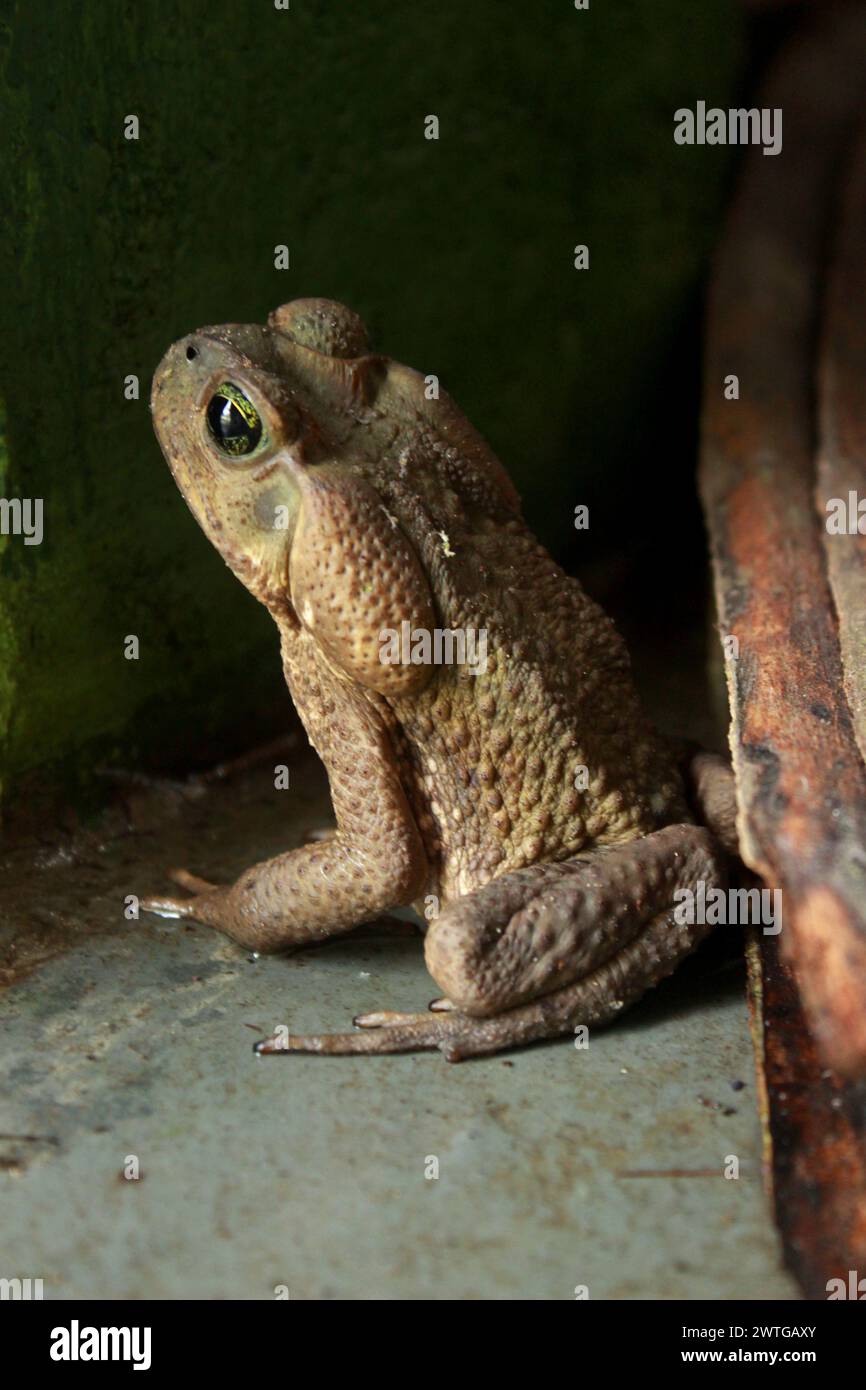 Oxfrog hi-res stock photography and images - Alamy