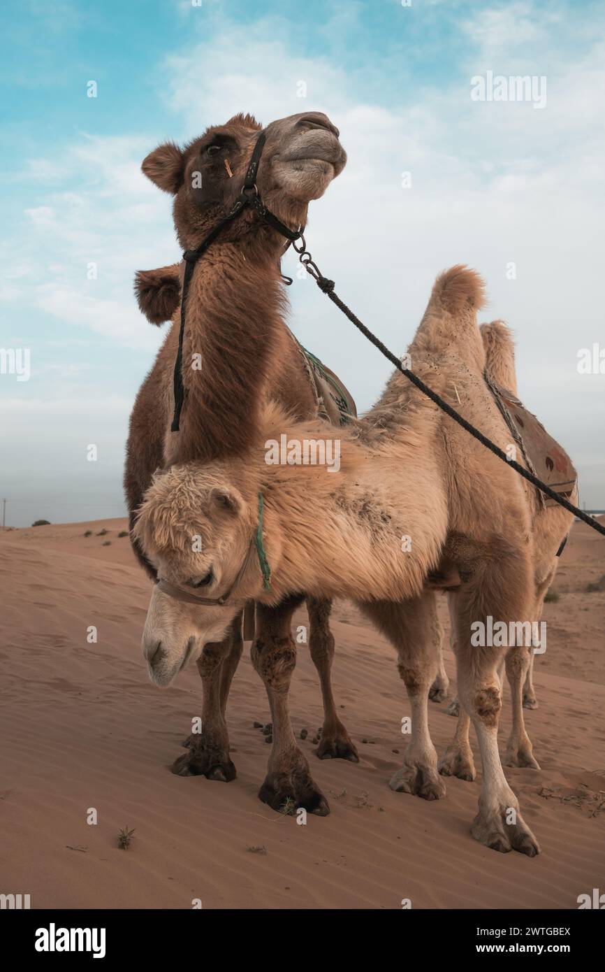Two camels posing in the desert, Inner-Mongolia, China. Blue sky with ...
