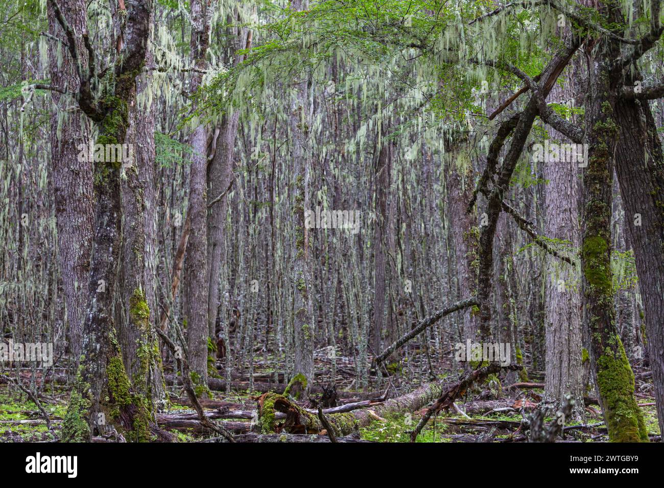 Nothofagus forests hi-res stock photography and images - Alamy