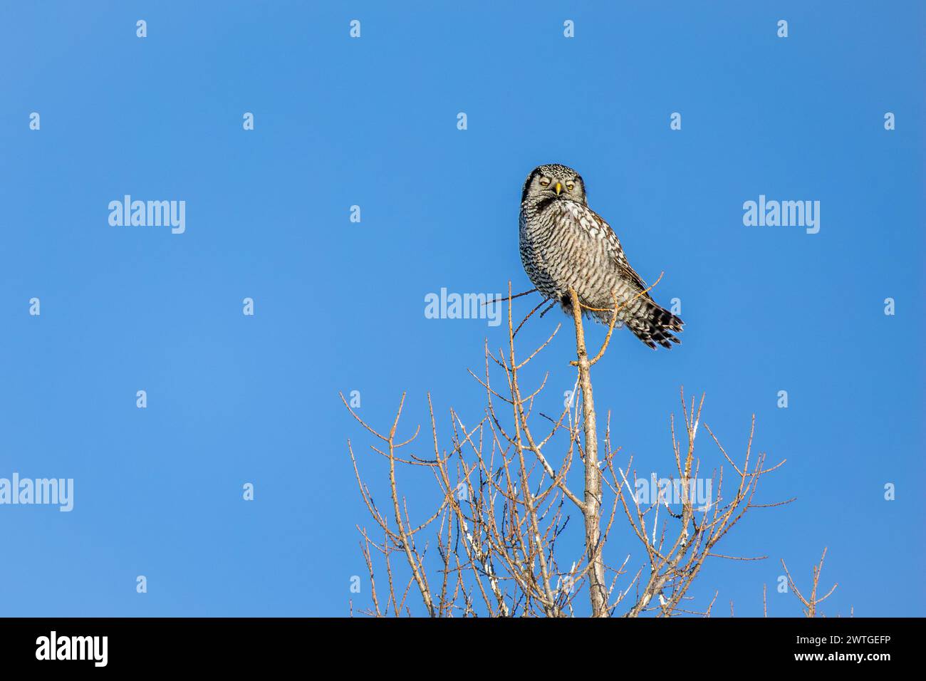 Northern Hawk Owl (Surnia ulula) in the boreal forest of Saskatchewan ...