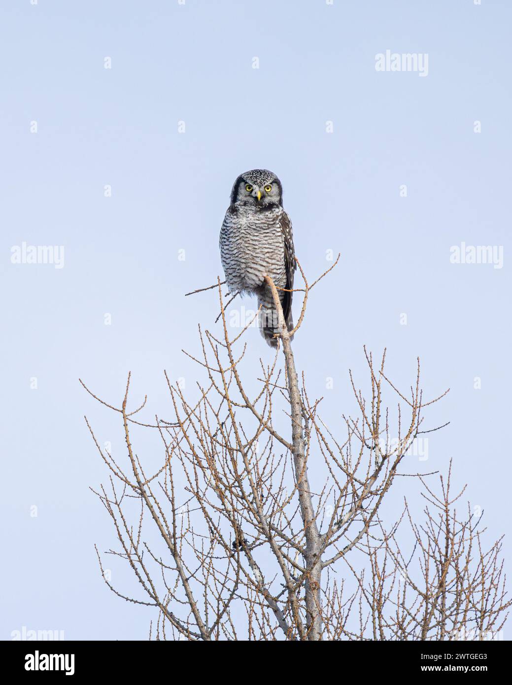Northern Hawk Owl (Surnia ulula) in the boreal forest of Saskatchewan ...