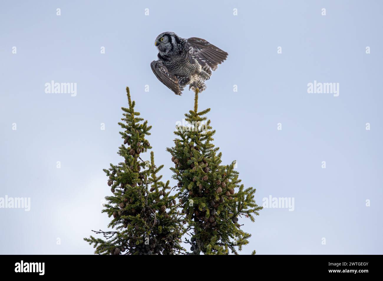 Northern Hawk Owl (Surnia ulula) in the boreal forest of Saskatchewan ...