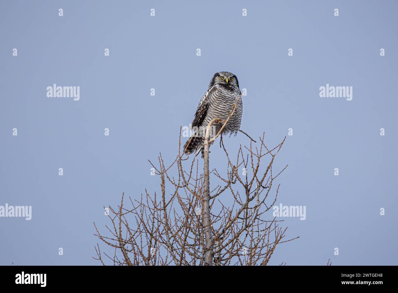 Northern Hawk Owl (Surnia ulula) in the boreal forest of Saskatchewan ...
