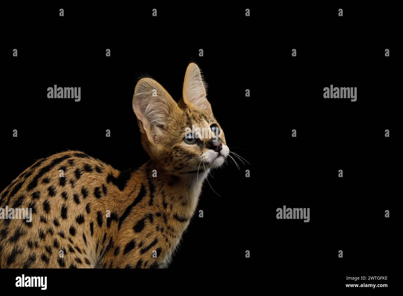 Closeup Serval Cat with spotted fur, looking up isolated on Black ...