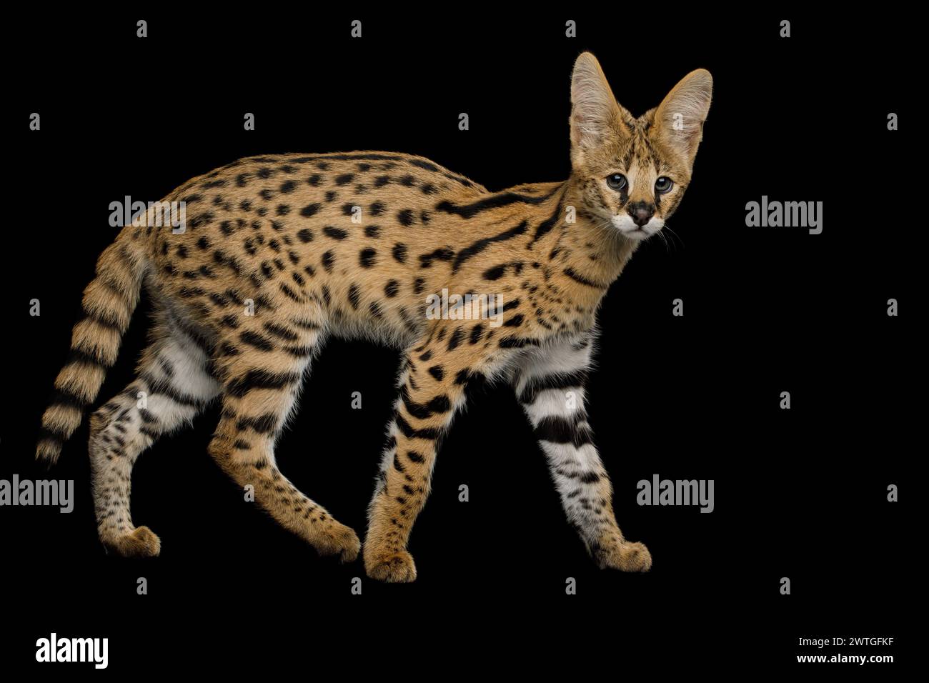 Stunning Serval Cat, walk and looking in camera isolated on Black ...