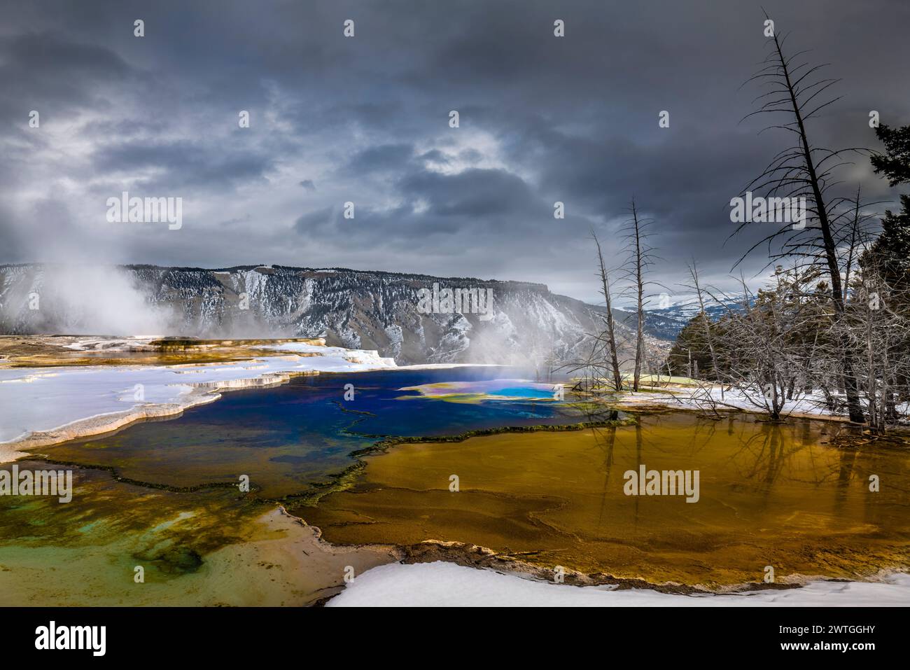 DRYAD SPRING MAMMOTH HOT SPRINGS YELLOWSTONE NATIONAL PARK WYOMING USA ...