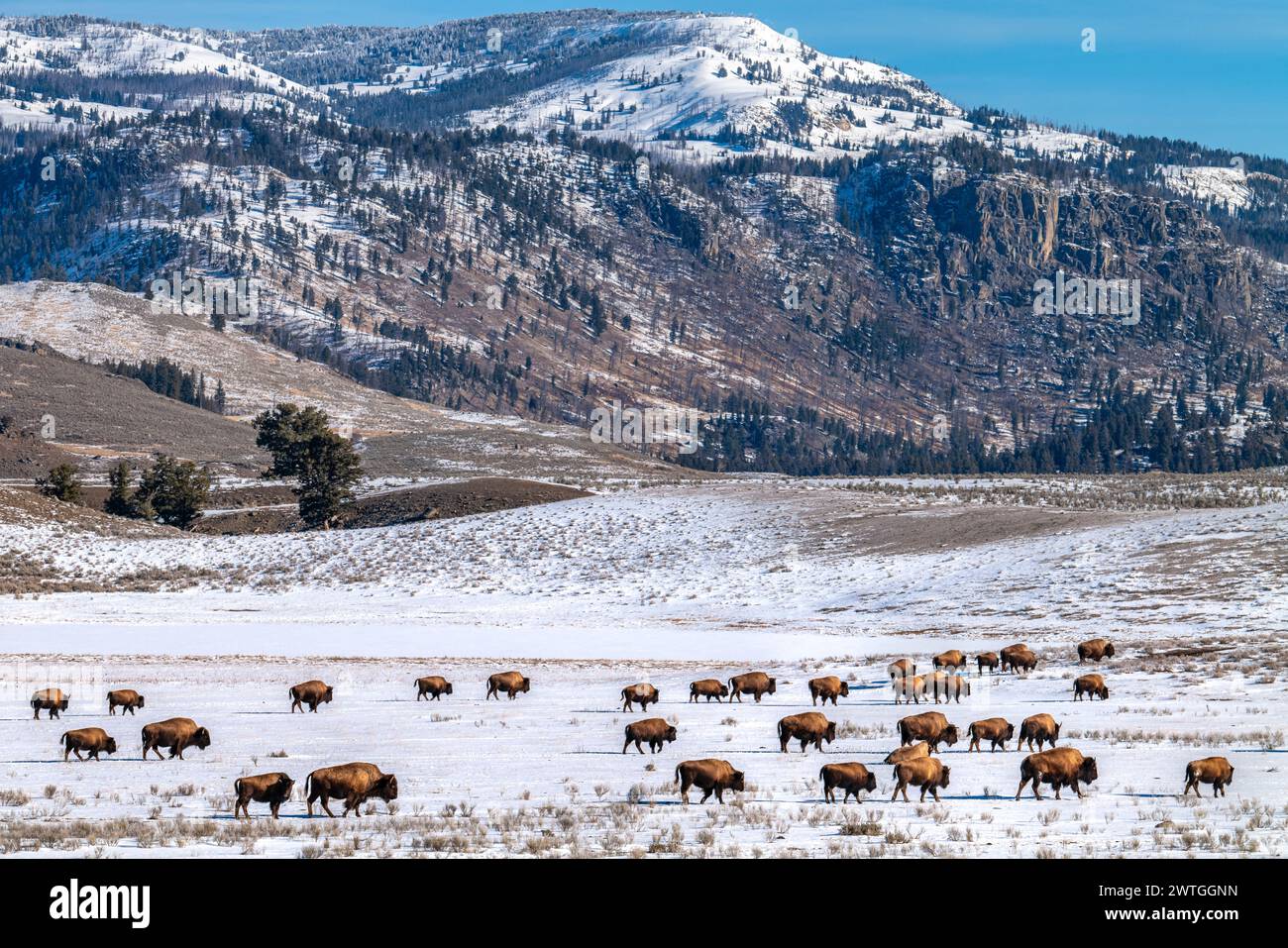 BISON HERD LAMAR VALLEY YELLOWSTONE NATIONAL PARK WYOMING USA Stock
