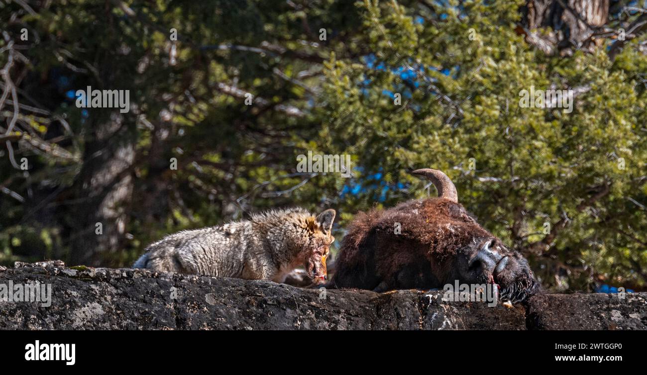 COYOTE & BISON LAMAR VALLEY YELLOWSTONE NATIONAL PARK WYOMING USA Stock ...