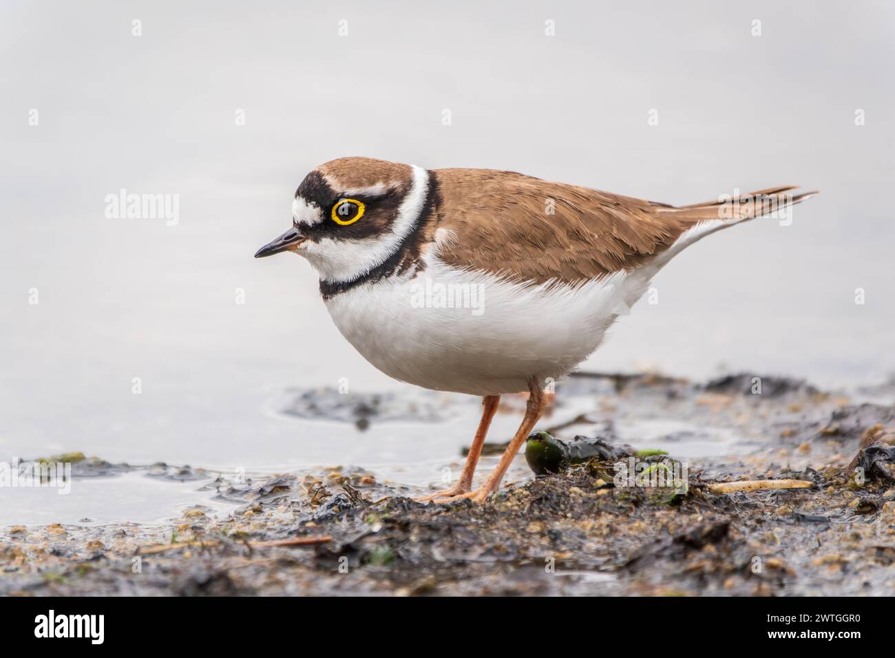 Little ringed plover in natural habitat. Portrait of Little ringed ...