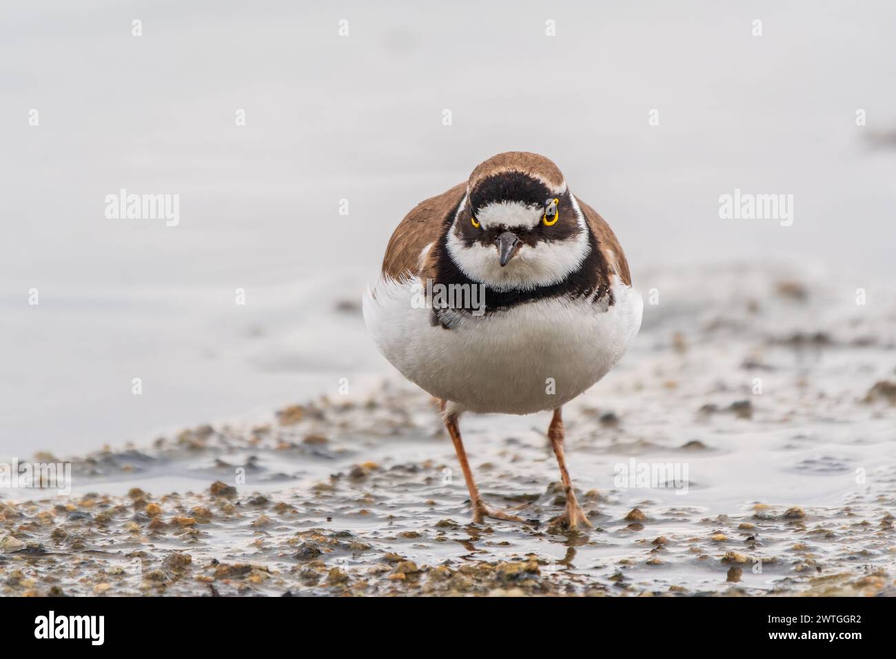 Little ringed plover in natural habitat. Portrait of Little ringed ...