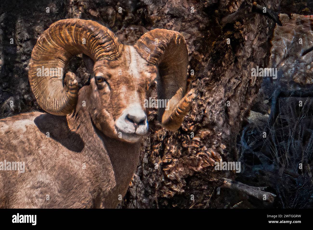 BIGHORN SHEEP LAMAR VALLEY YELLOWSTONE NATIONAL PARK WYOMING USA Stock ...
