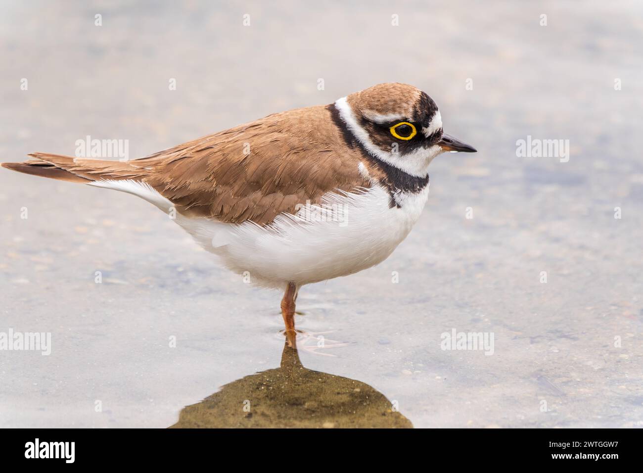 Little ringed plover in natural habitat. Portrait of Little ringed ...