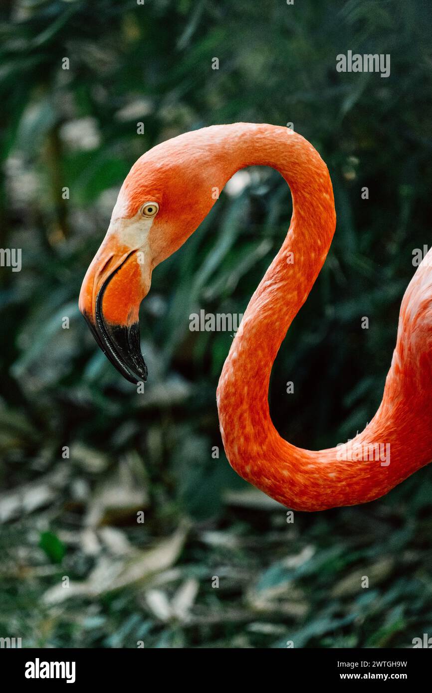 The elegant curve of a flamingo, its pink feathers vibrant against the ...