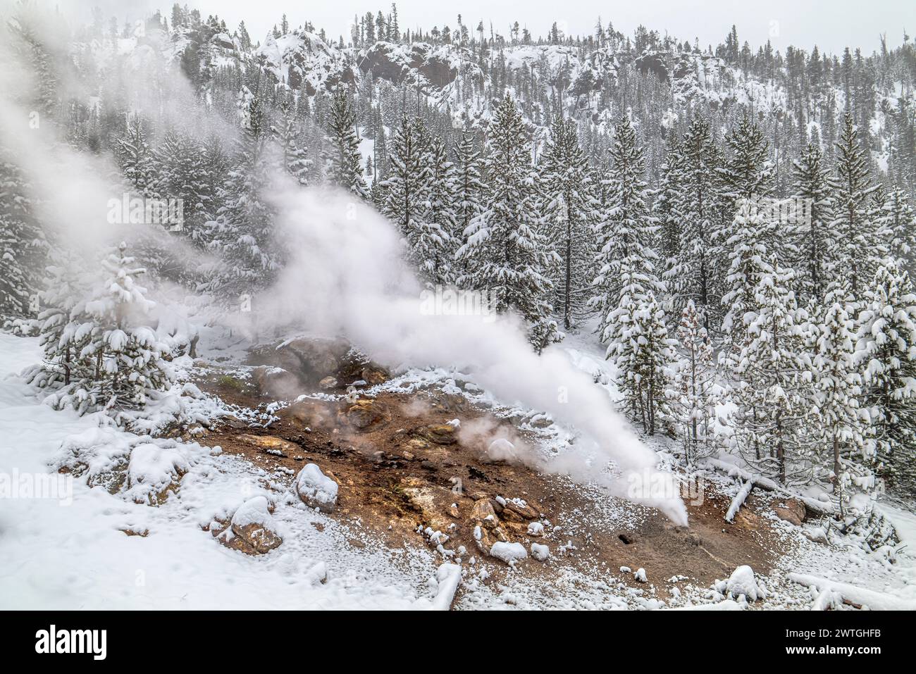 FUMEROLES ELK MEADOWS YELLOWSTONE NATIONAL PARK WYOMING USA Stock Photo ...