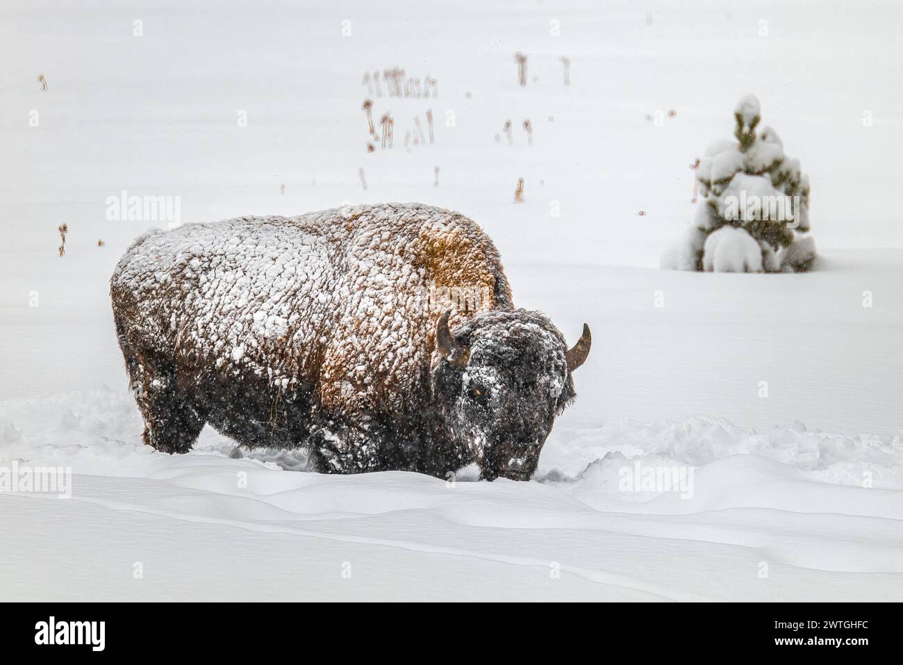 BISON BULL YELLOWSTONE RIVER NORRIS GEYSER BASIN YELLOWSTONE NATIONAL ...