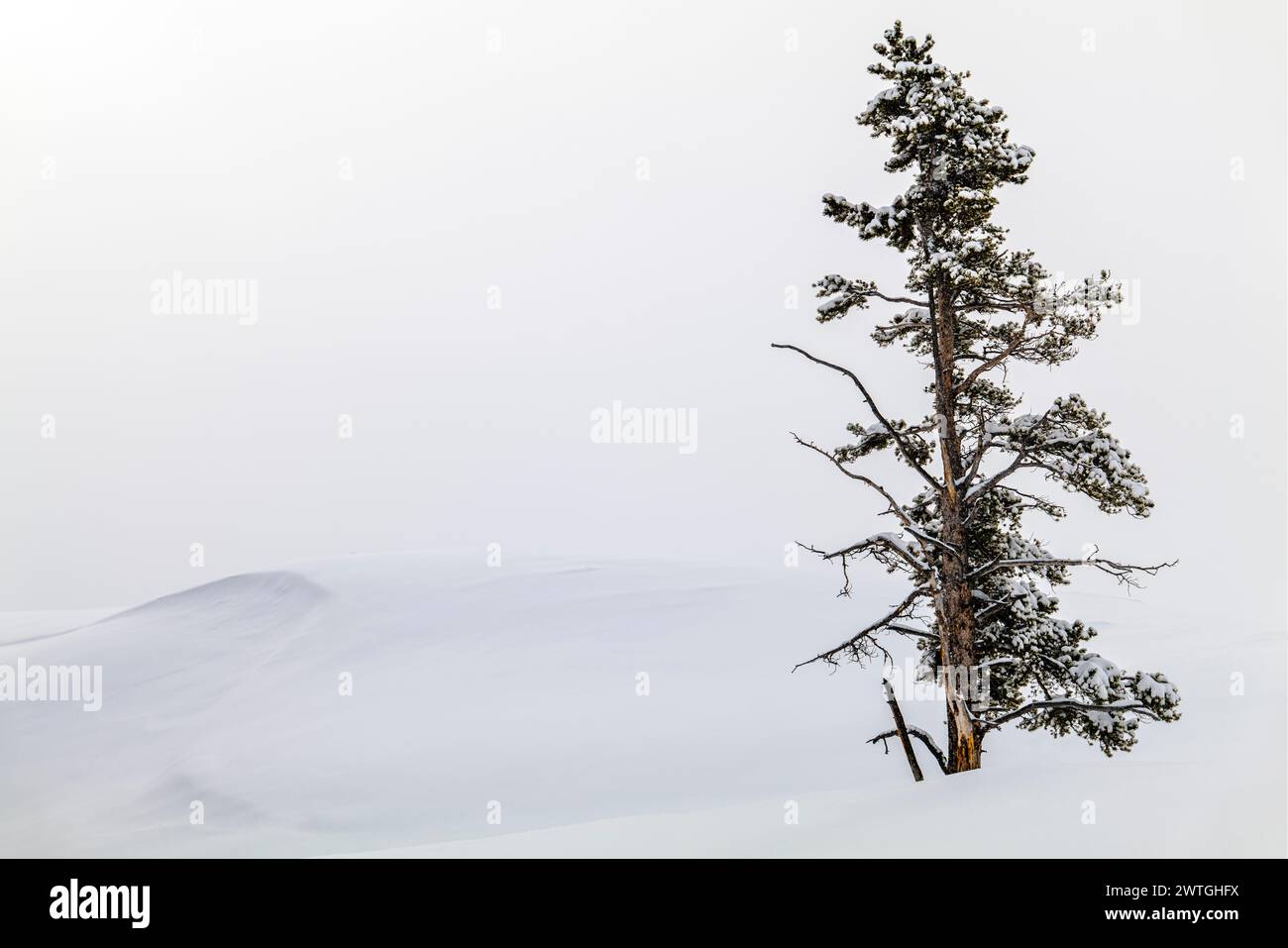 TREE NORRIS GEYSER BASIN YELLOWSTONE NATIONAL PARK WYOMING USA Stock ...