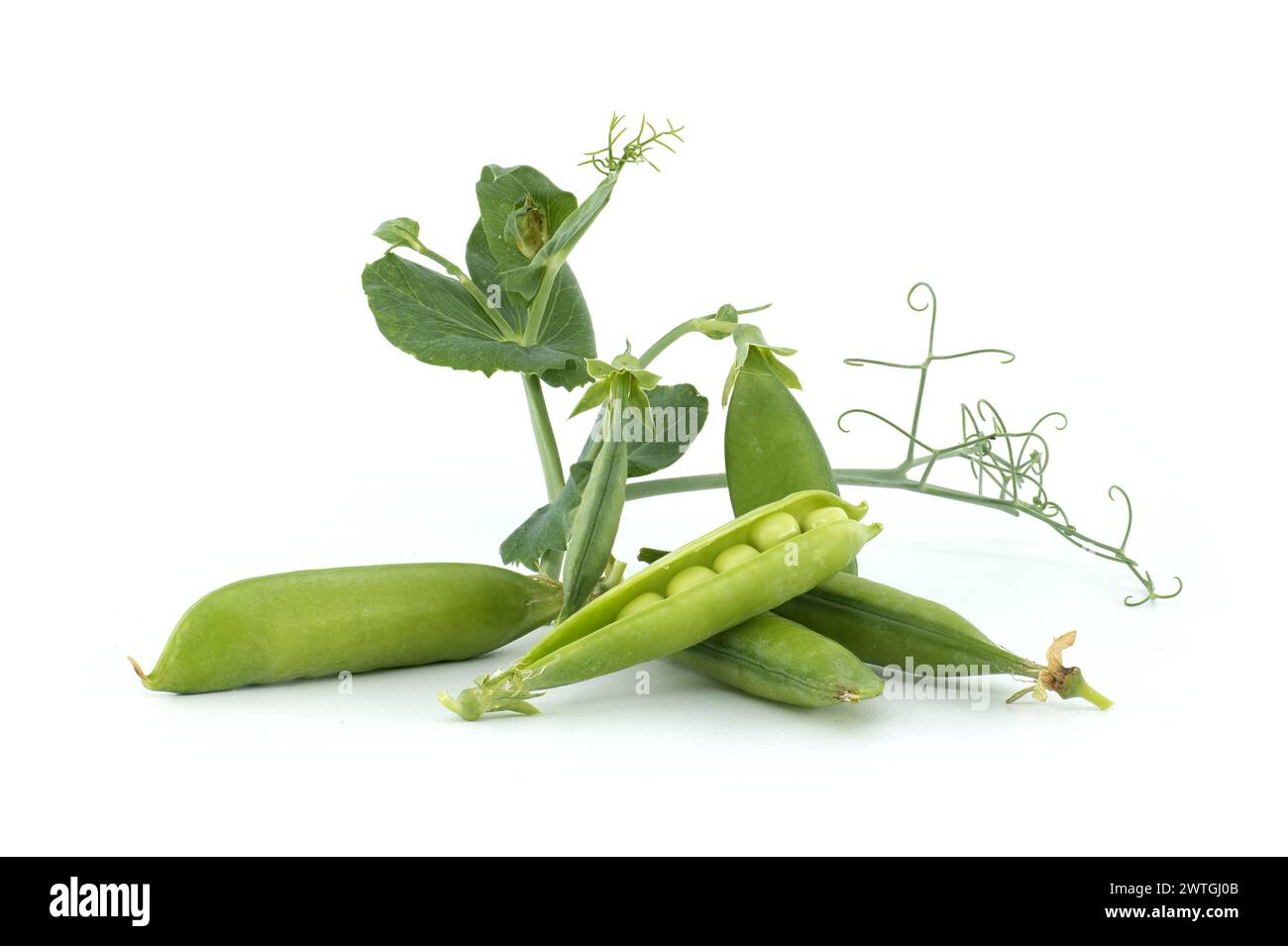 Fresh garden peas pods with green leaves isolated on a white background ...