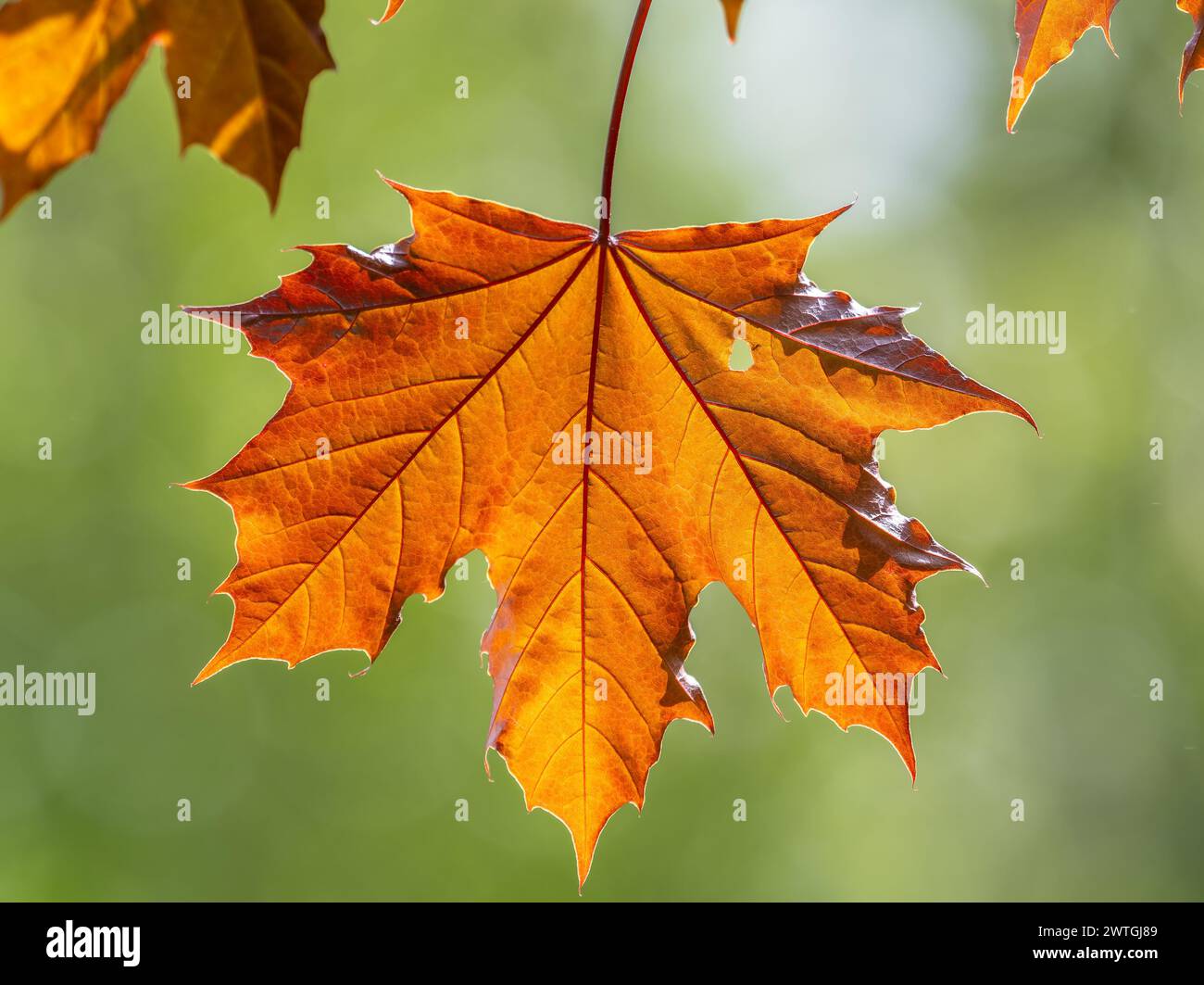 Tree branch with dark red leaves, Acer platanoides, the Norway maple ...