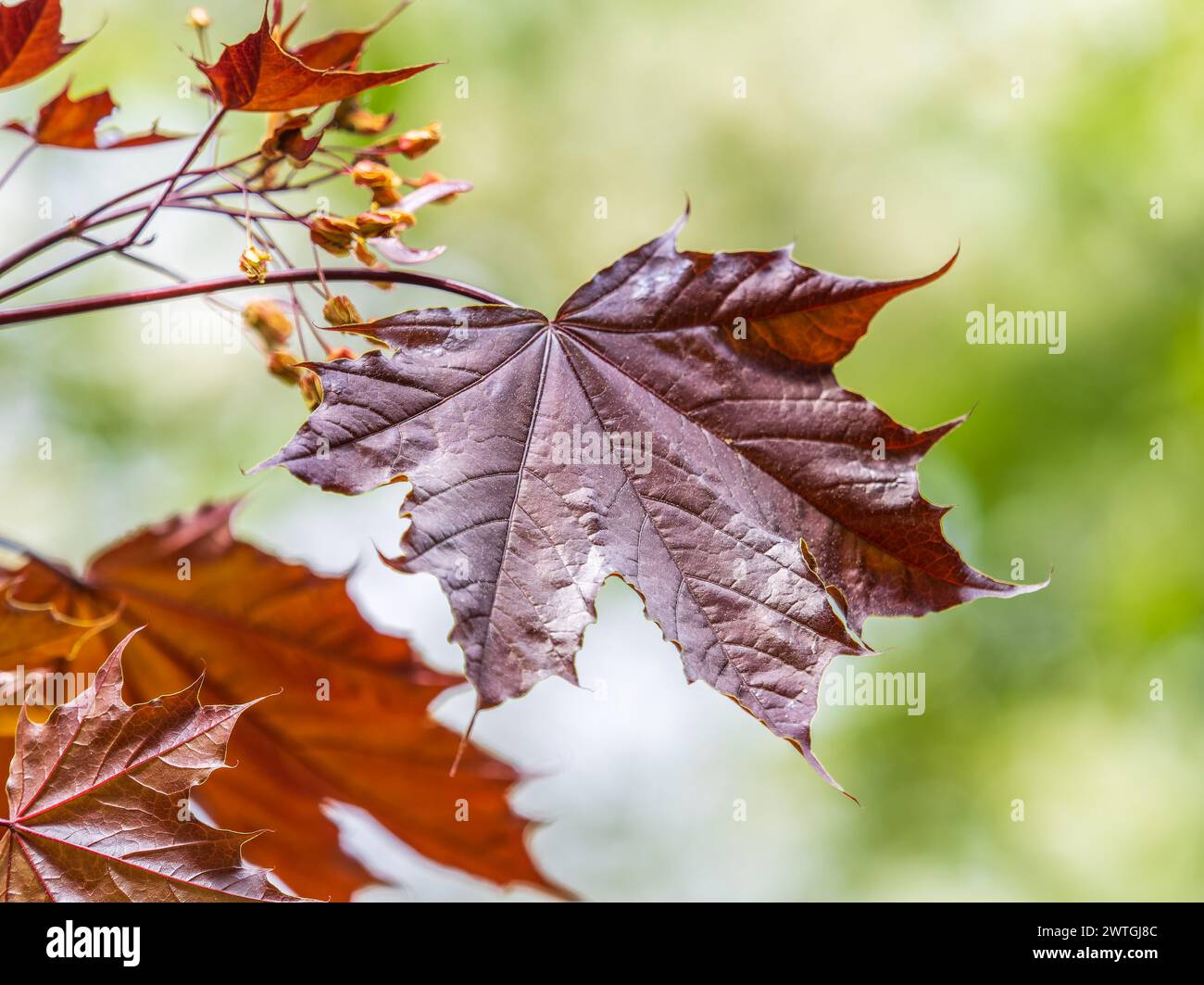 Tree branch with dark red leaves, Acer platanoides, the Norway maple ...