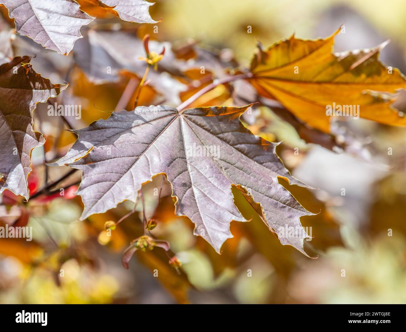 Tree branch with dark red leaves, Acer platanoides, the Norway maple ...