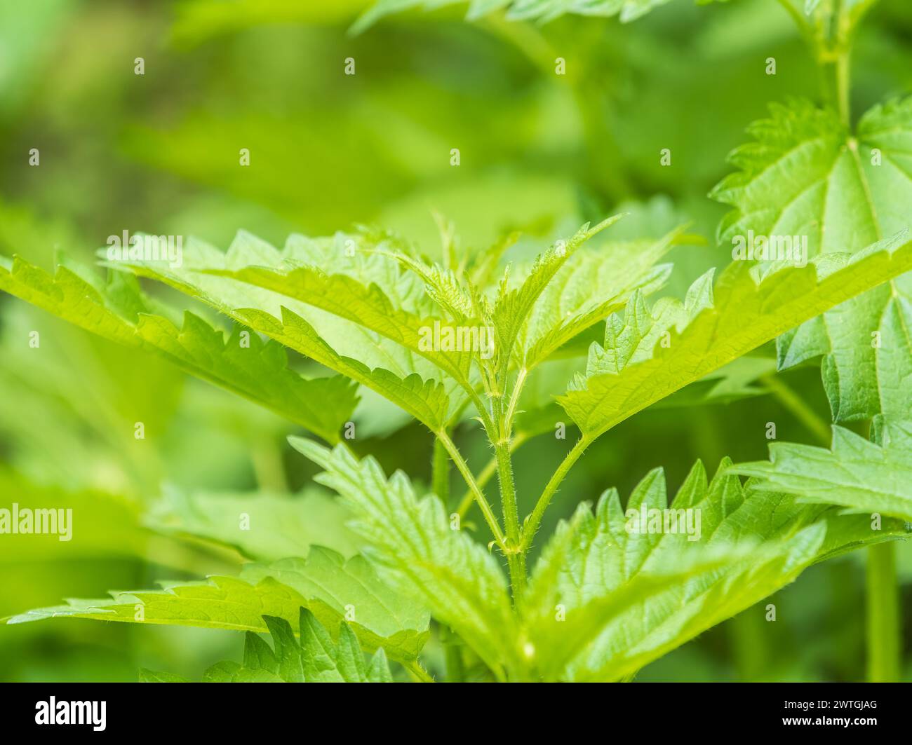 The nettle, Urtica dioica, with green leaves grows in natural thickets ...