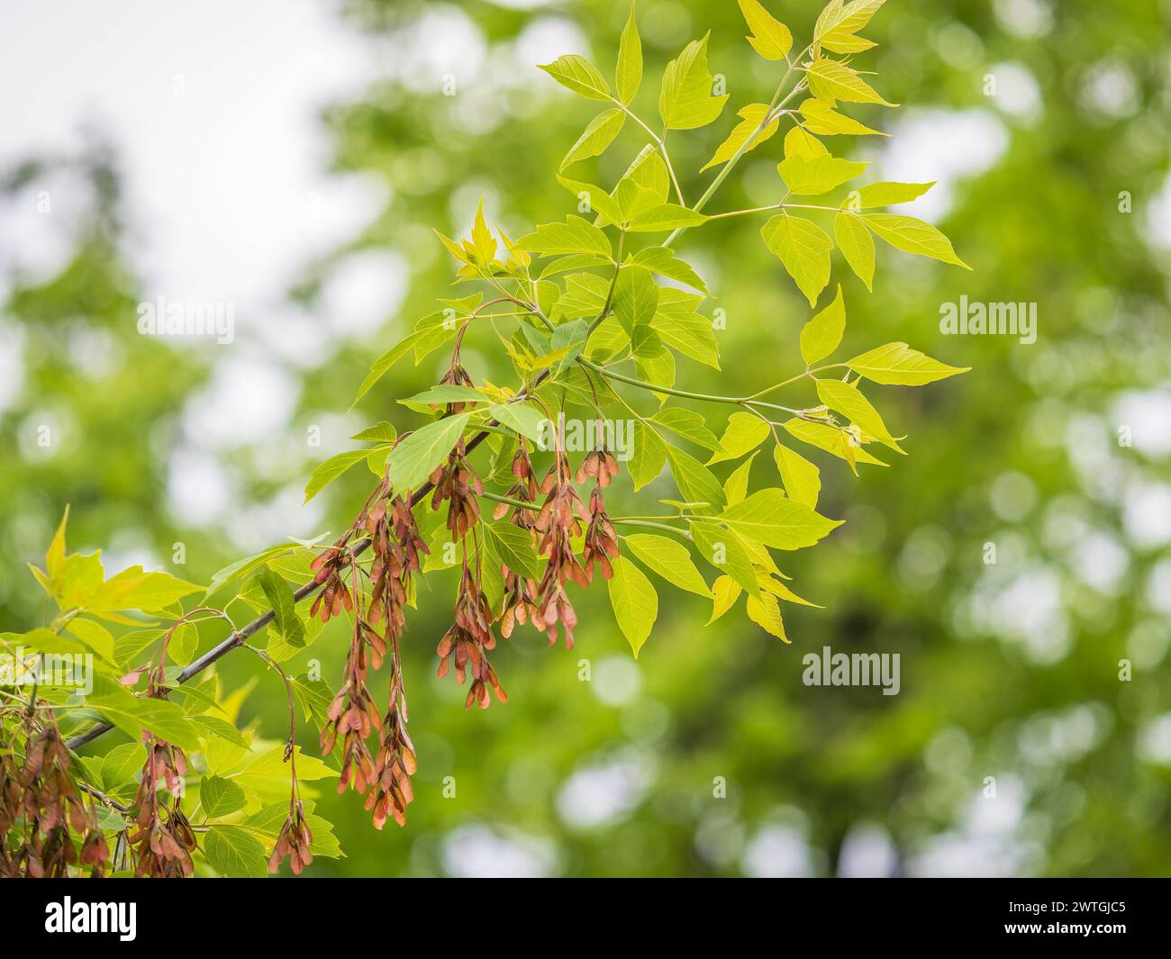 Summer branches of maple tree with green leaves and seeds. Summer ...