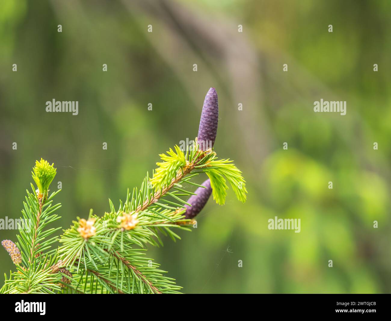 A young female cone of ordinary spruce, it is pink and its scales ...