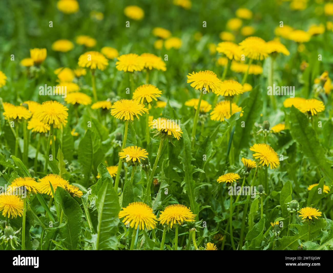 Field of yellow dandelions. Summer field of dandelions. Taraxacum ...