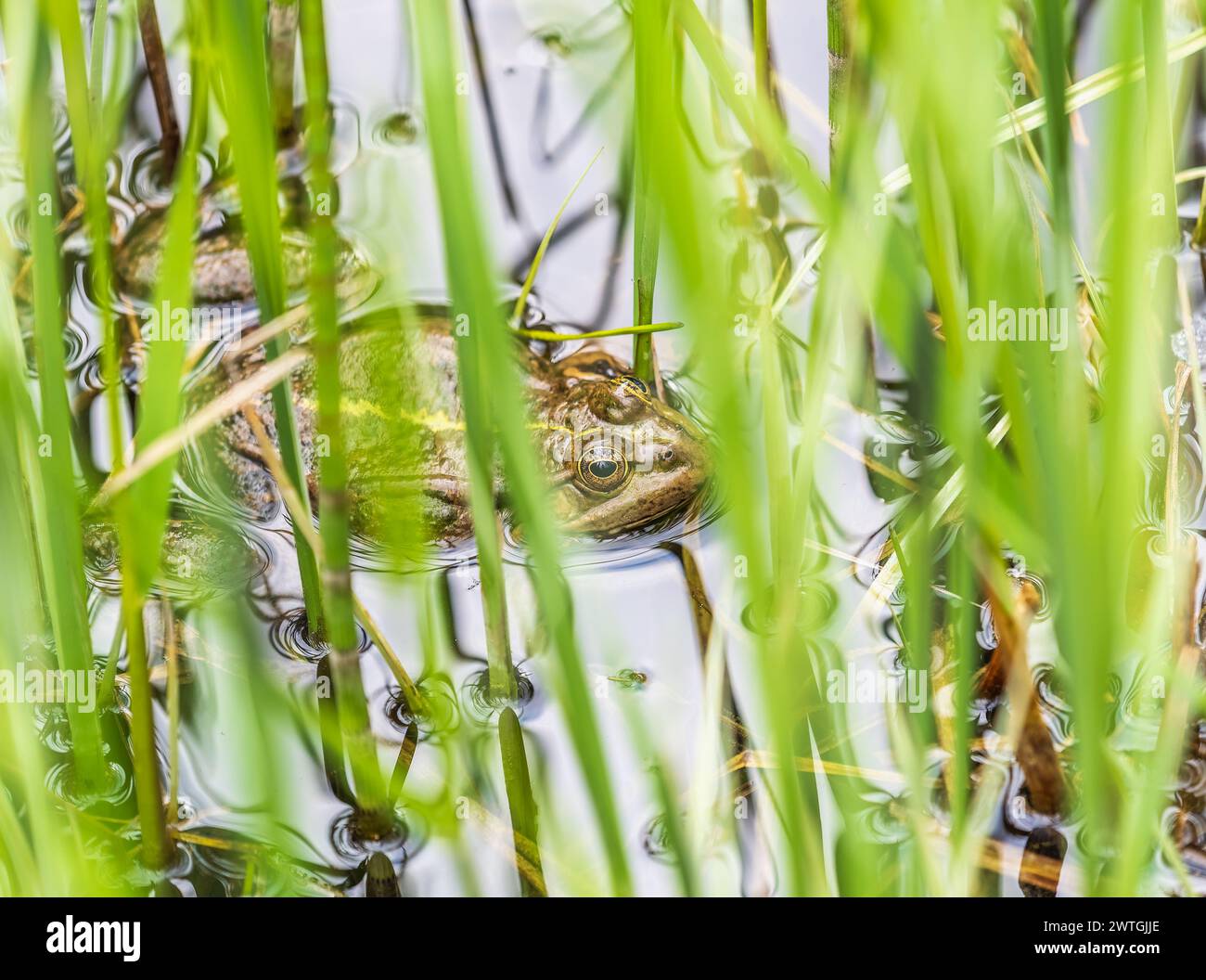 Puffy cheeks hi-res stock photography and images - Alamy