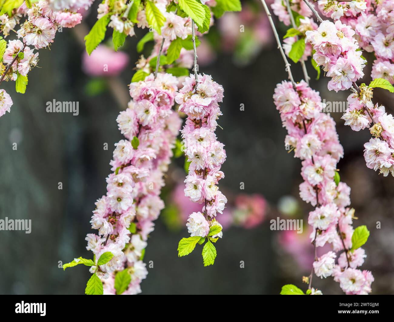 Beautiful Pink Flowers of Prunus triloba, Blossom, pink flowers. Prunus ...