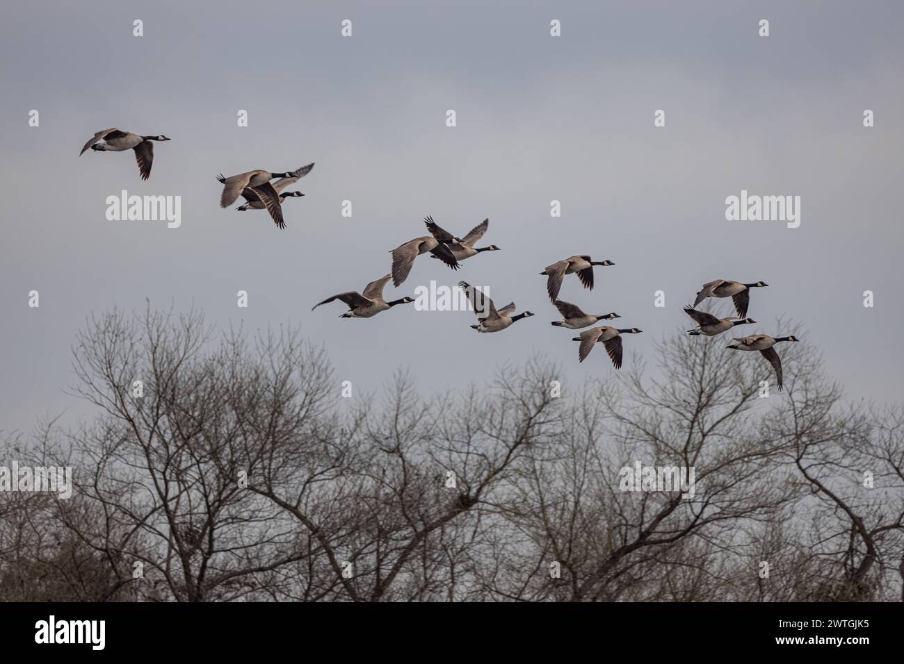 Birds at a lake in Southern Califormia Stock Photo - Alamy