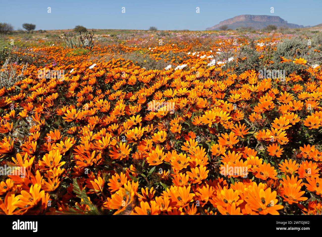 Colorful blooming Namaqualand daisies (Dimorphotheca sinuata), Northern ...