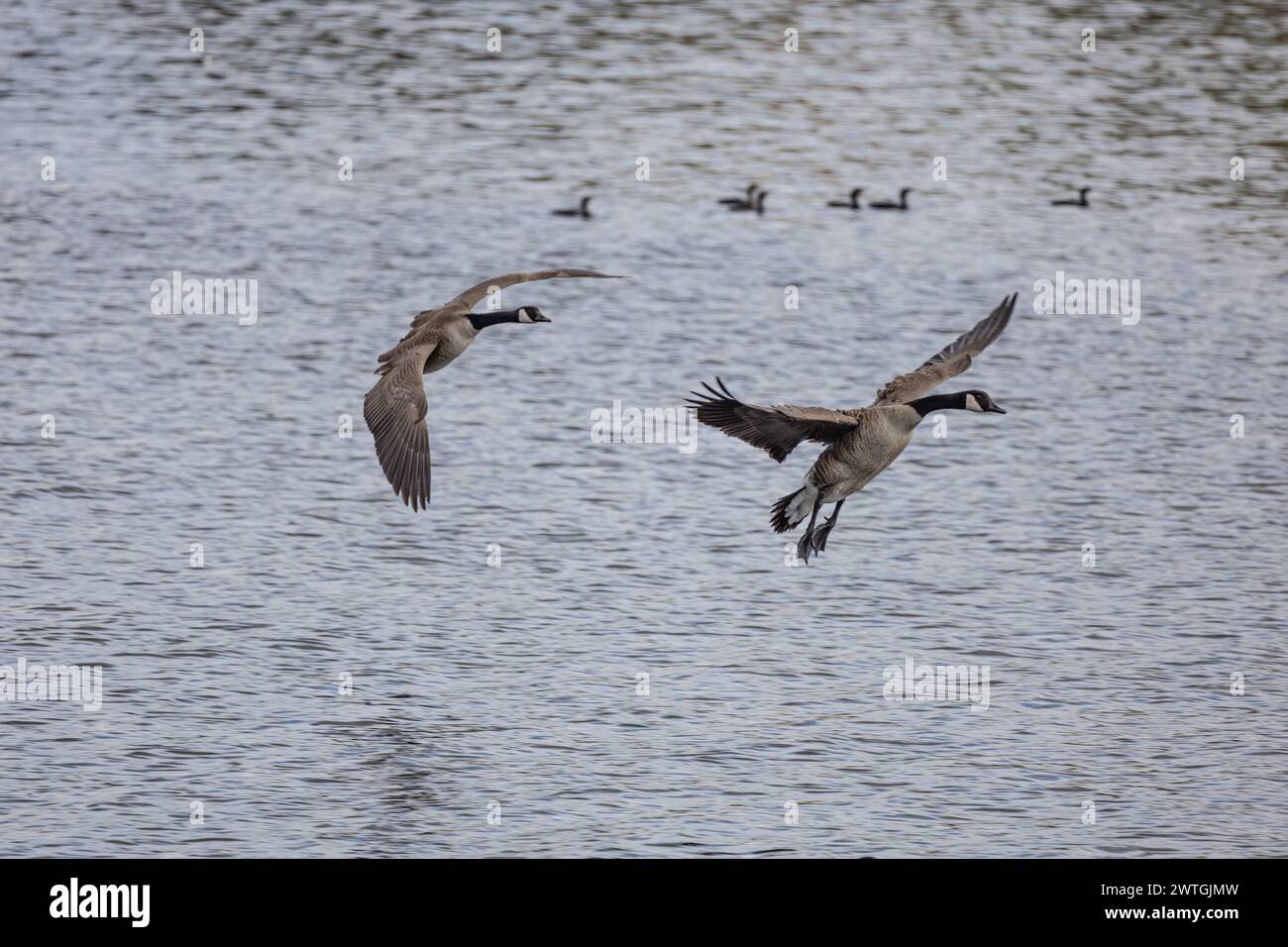 Birds at a lake in Southern California USA Stock Photo - Alamy