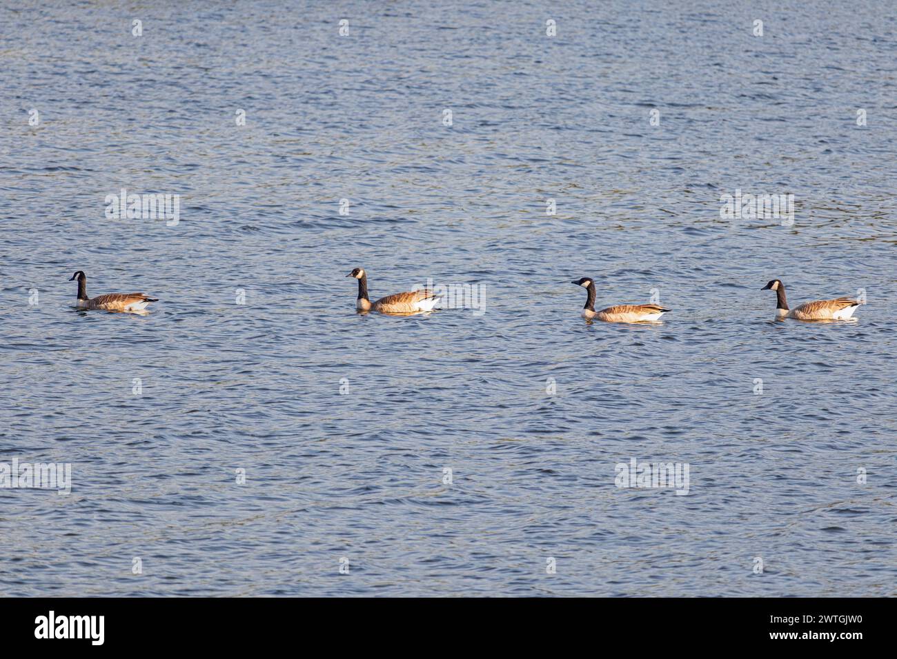 Birds at a lake in Southern Califormia Stock Photo - Alamy