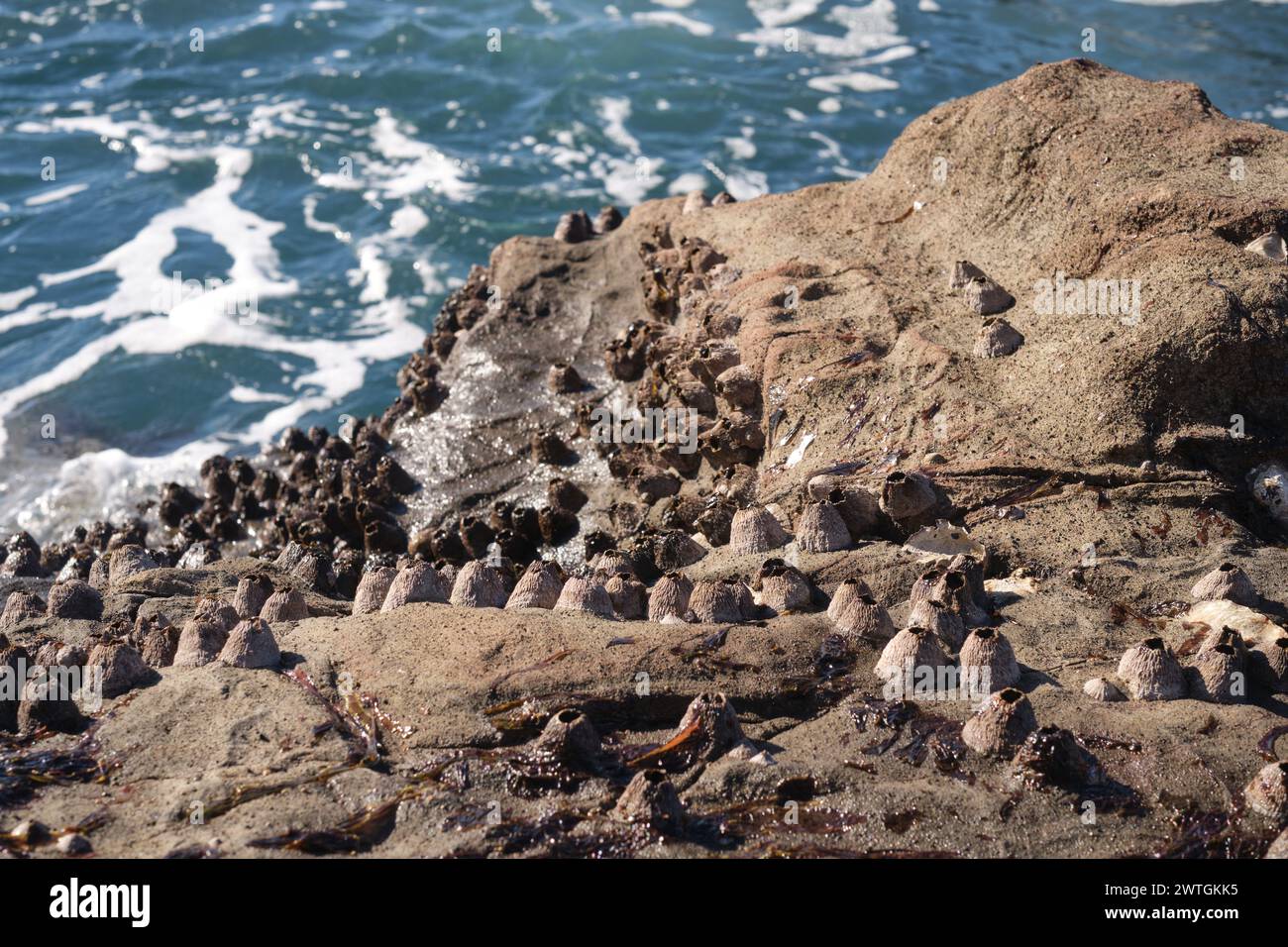 Close-up of the Balanomorpha, an order of barnacles on a rocky shore ...