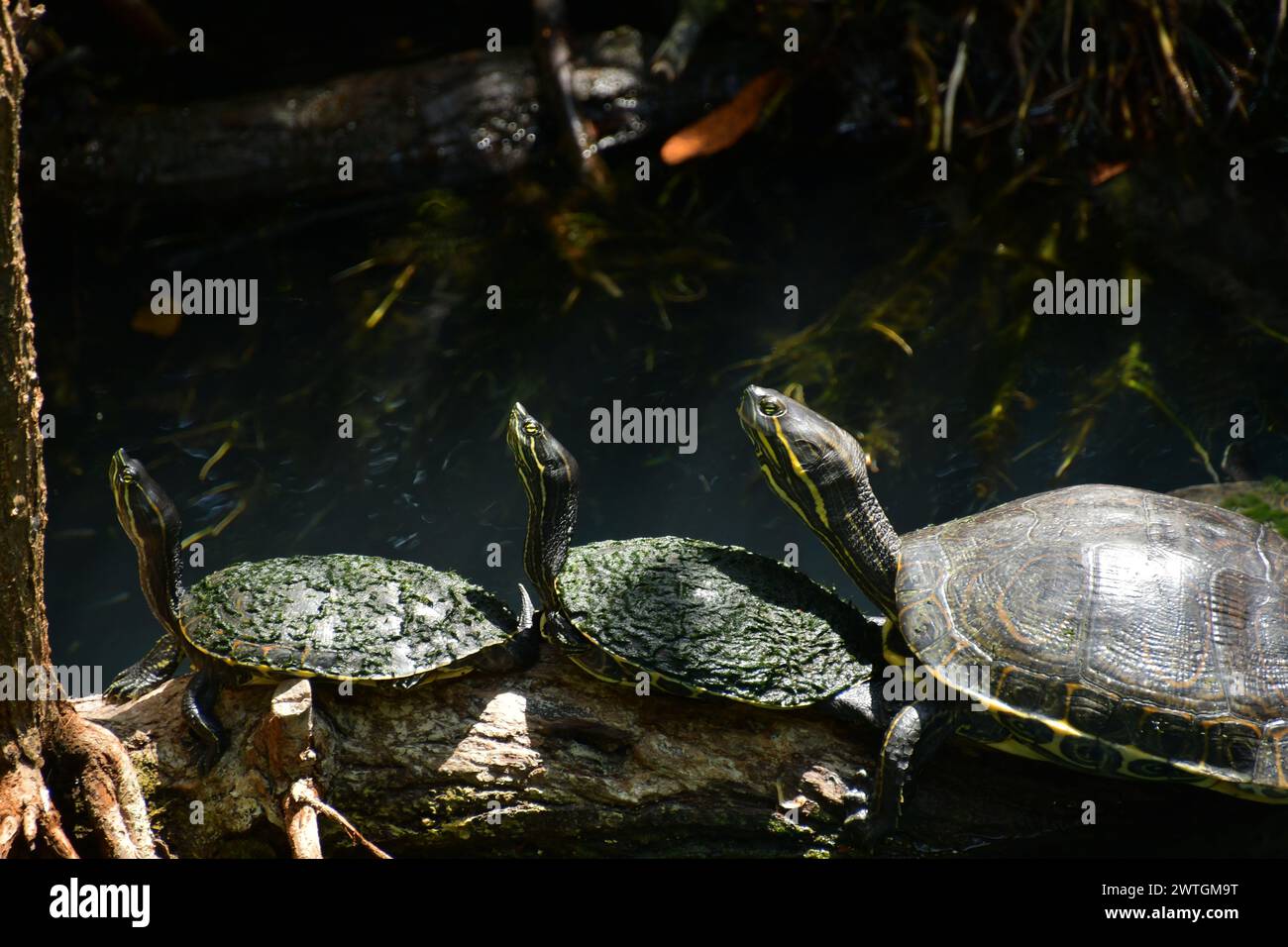 Relaxing turtles hi-res stock photography and images - Alamy