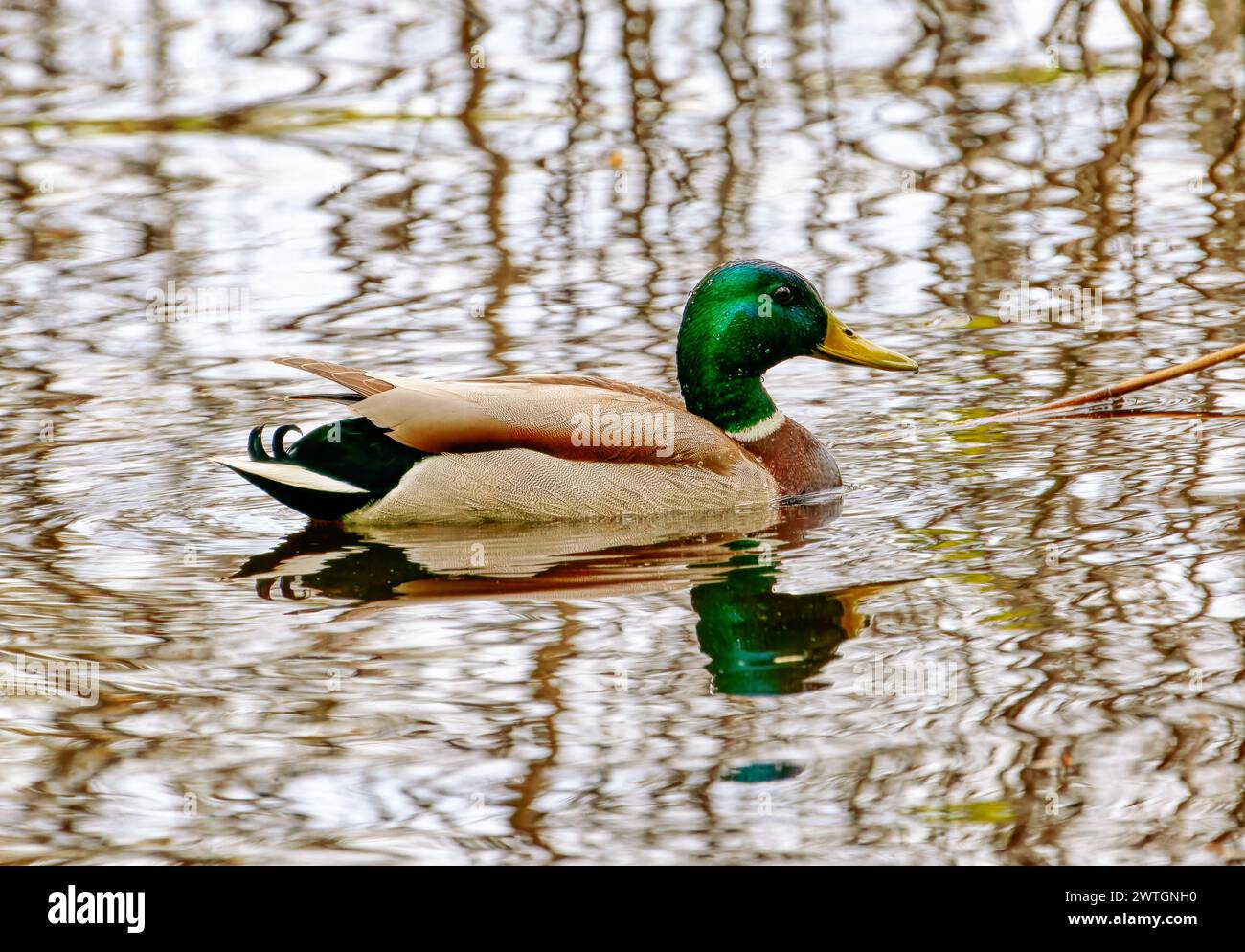 Floodplain animals hi-res stock photography and images - Alamy