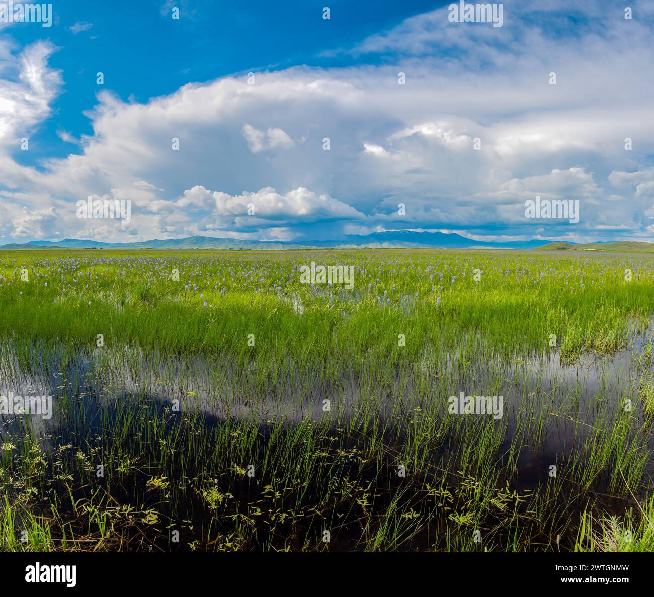 Camas prairie idaho hi-res stock photography and images - Alamy