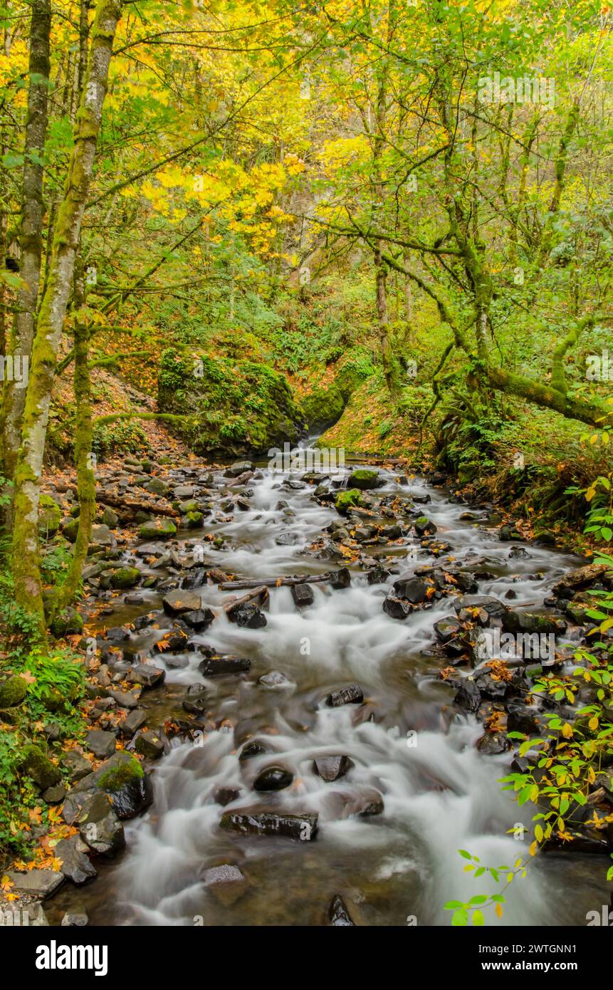 Cascade Mountains stream Oregon, USA Stock Photo - Alamy