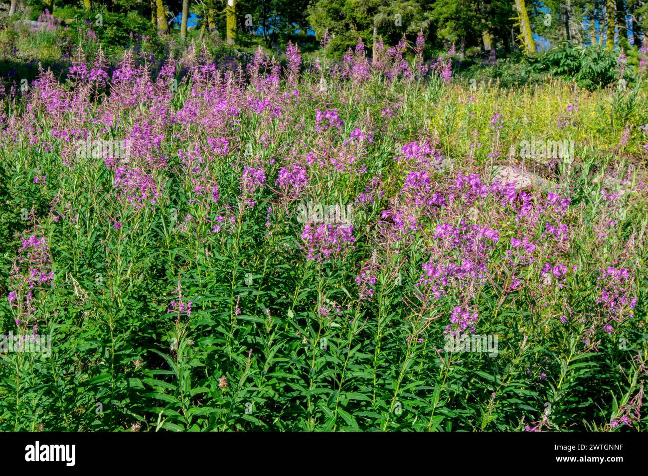 Evidenced based art hi-res stock photography and images - Alamy