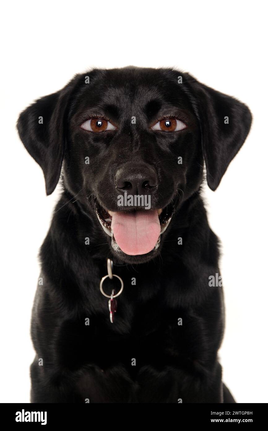 therianthrope labrador retriever dog with human eyes isolated on a ...