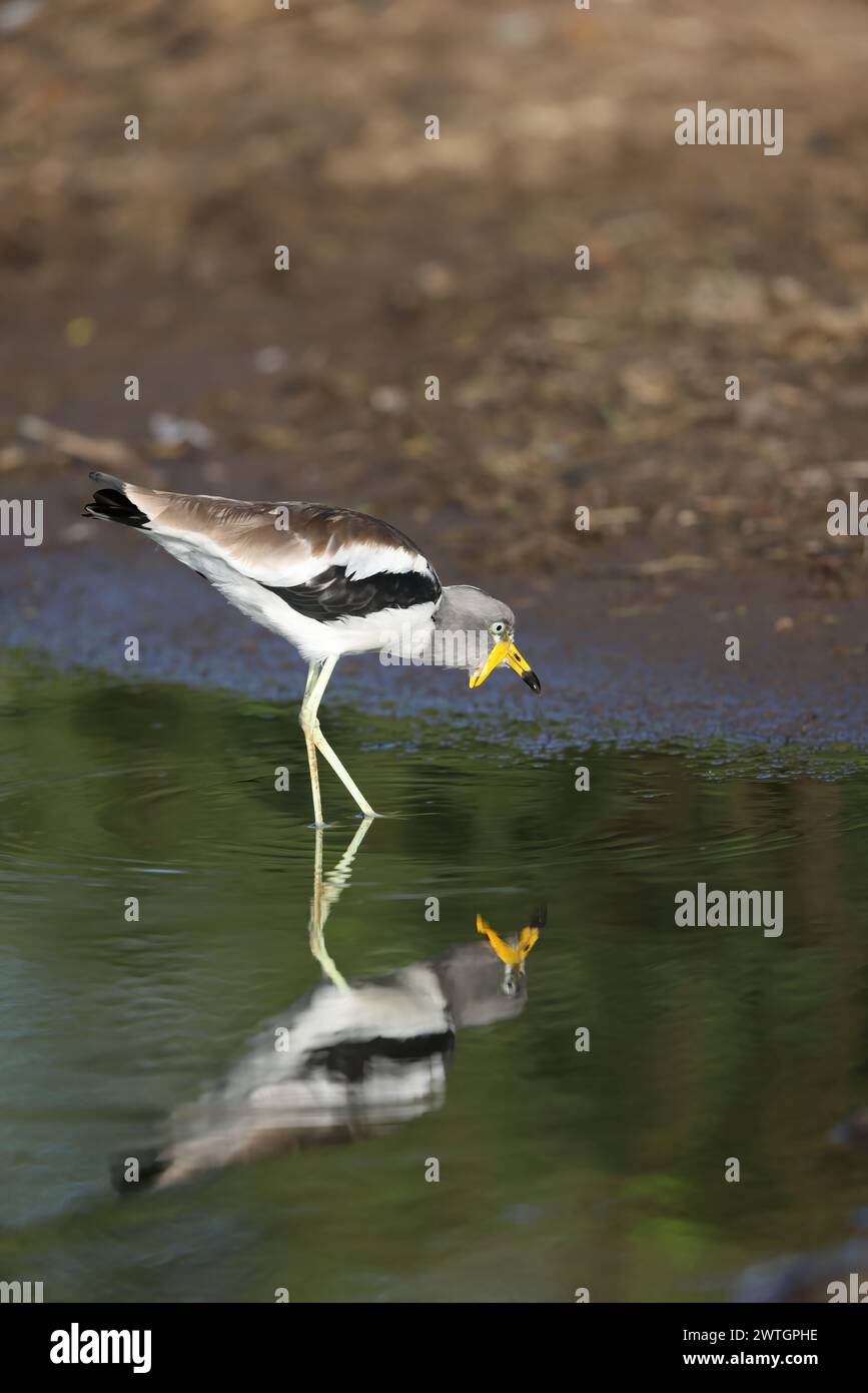 The white-crowned lapwing, white-headed lapwing, white-headed plover or white-crowned plover ...