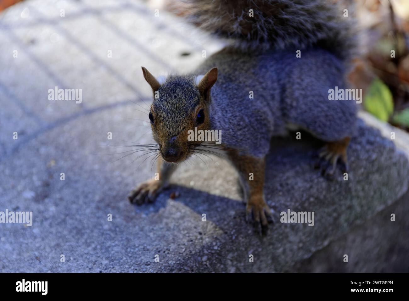 A squirrel looks curiously into the camera, close-up in a natural ...