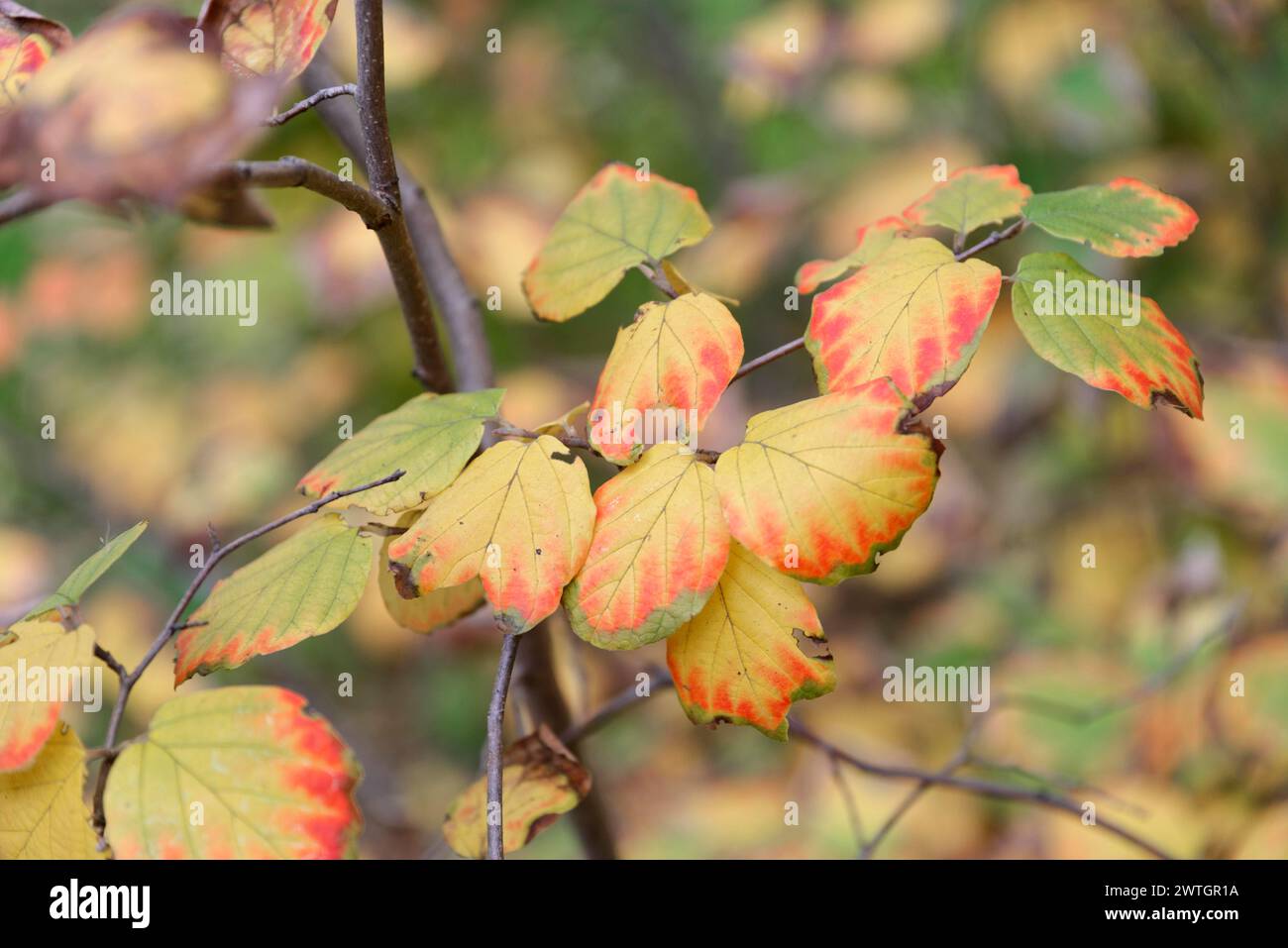 Gradient leaf hi-res stock photography and images - Alamy
