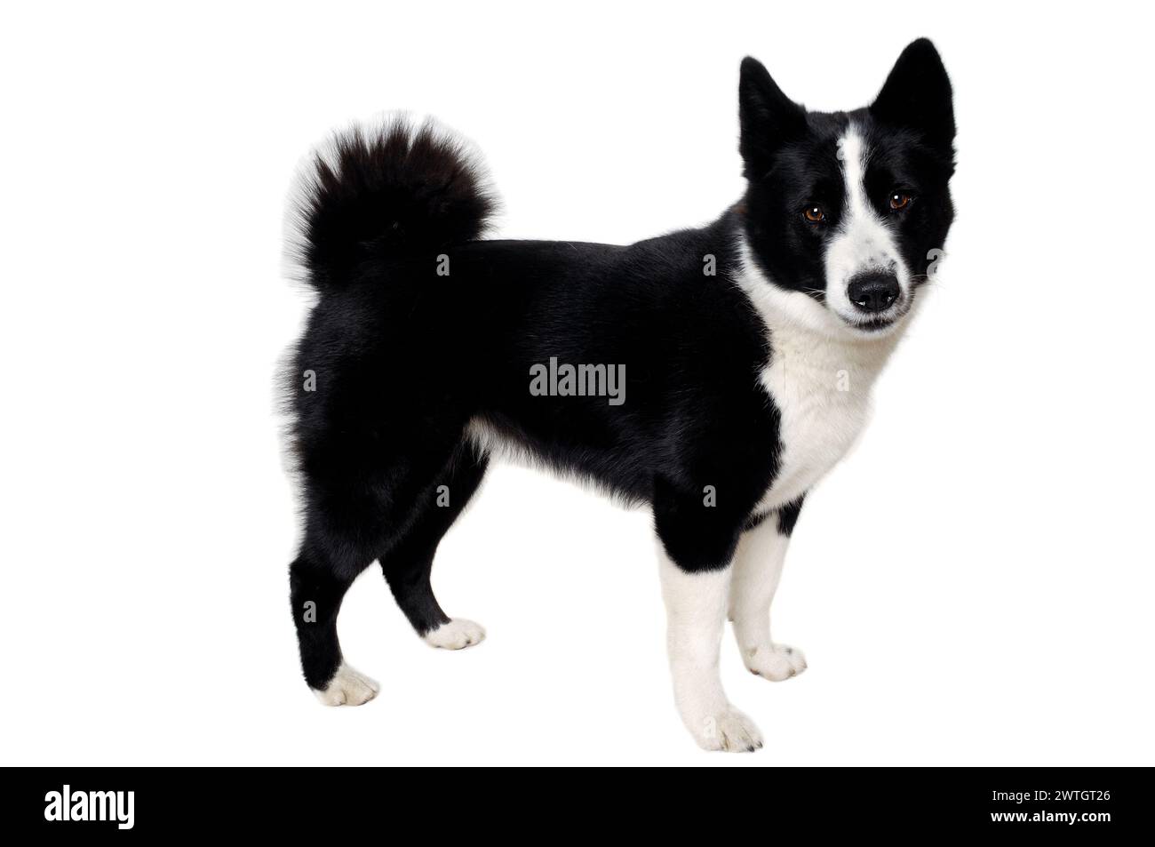 Happy karelian bear dog sitting. Isolated on a clean white background ...