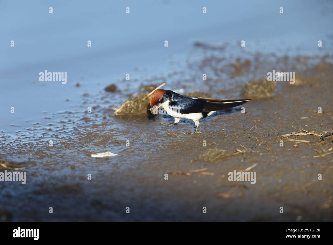 The wire-tailed swallow (Hirundo smithii) is a small passerine bird in ...