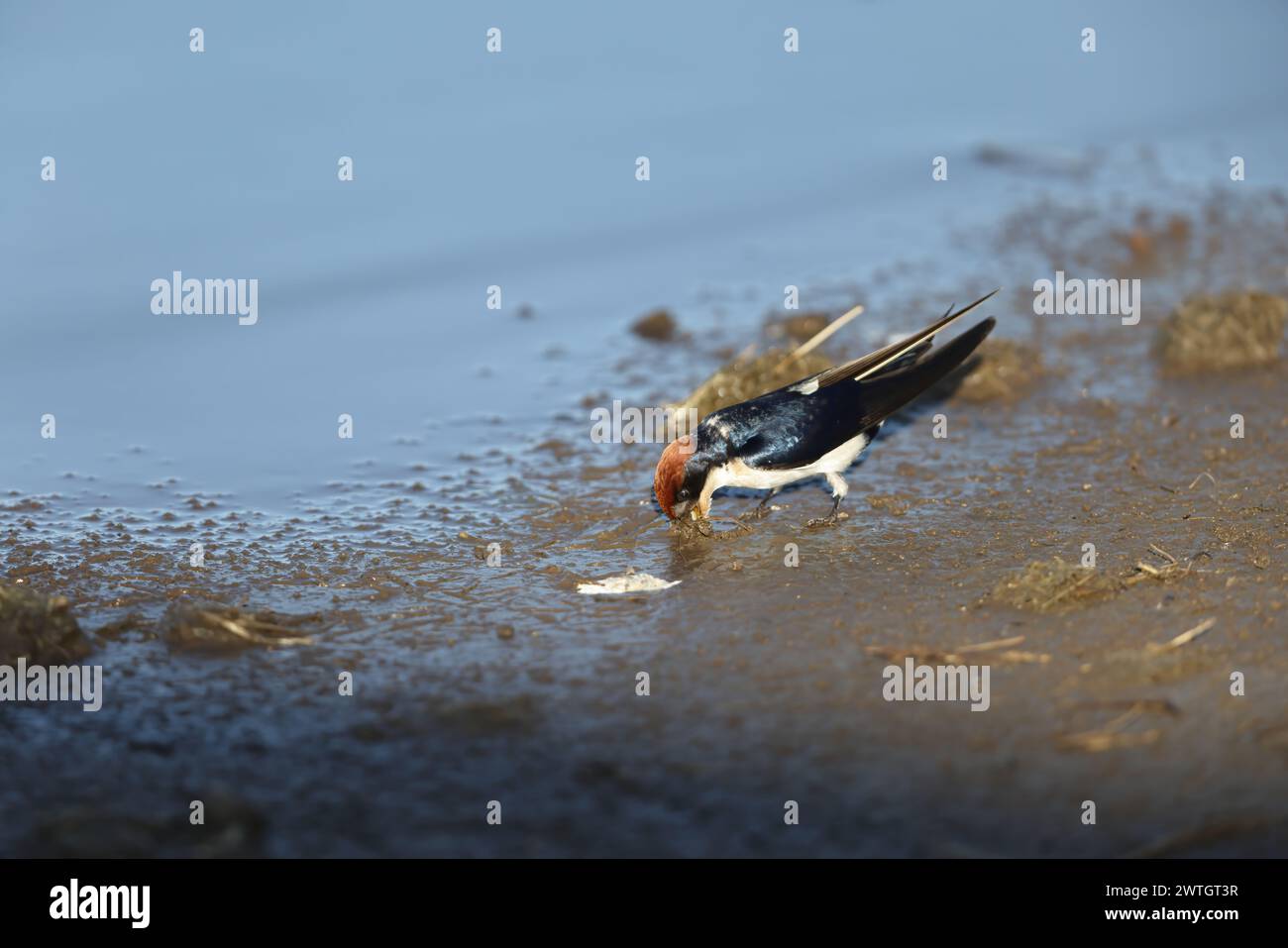 The wire-tailed swallow (Hirundo smithii) is a small passerine bird in ...