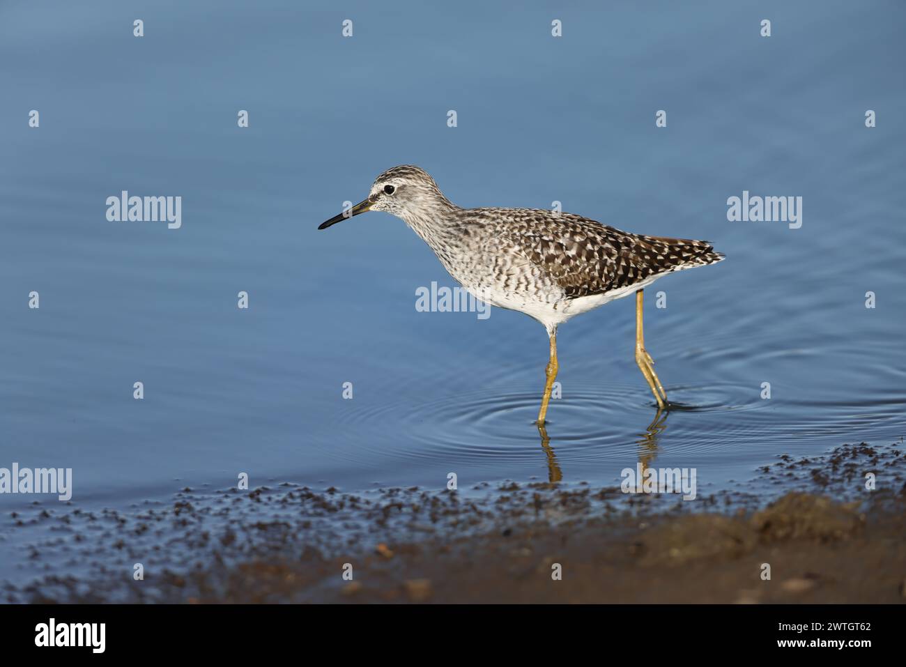The wood sandpiper (Tringa glareola) is a small wader. This photo was ...